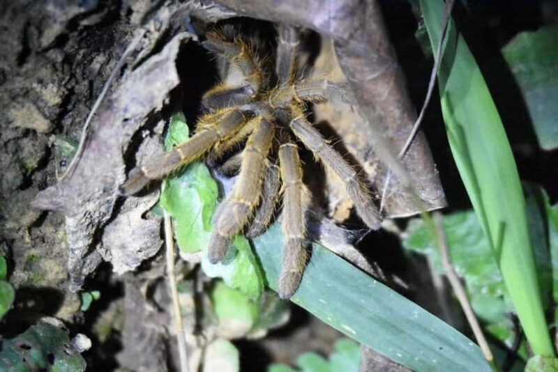 Jungle Night Walk - Explore Phong Nhas Nocturnal Nature - FAQ