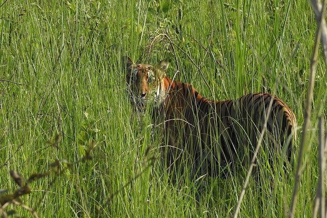 Jungle Safari Tour in Chitwan National Park - The Accommodation and Transportation