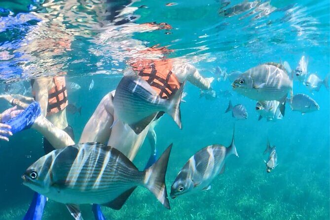 Jungle Speedboat, Mayan Show and Snorkeling Combo - Authentic Experiences and Real-World Insights