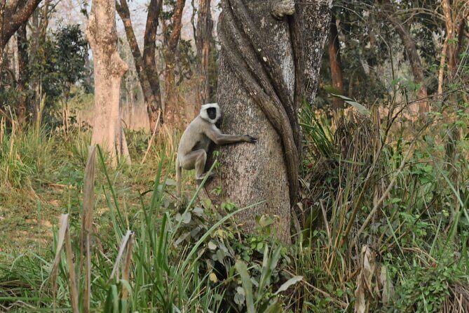 Jungle Towernight Stay: 4-Day Tour in Chitwan National Park - Experience Breakdown: What to Expect