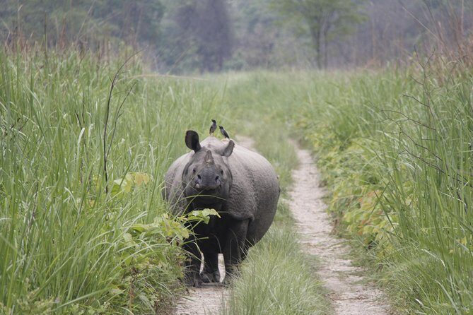 Jungle Towernight Stay In Chitwan National Park ,nepal-2 Nights 3 Days Package - Final Thoughts