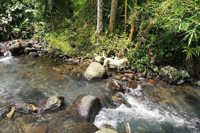 Jungle Trekking at Mt. Batukaru, scenic Waterfall & village life - FAQs