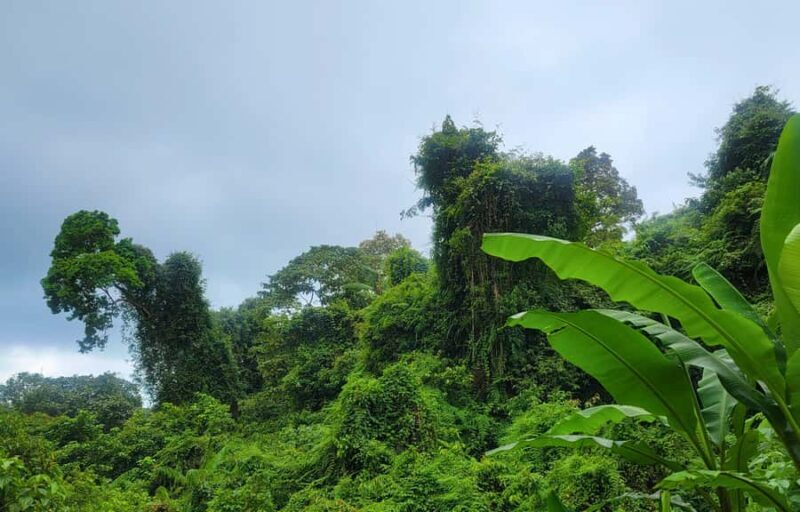 Jungle Trekking at Mt. Batukaru, scenic Waterfall & village - A Deep Dive into the Day’s Adventure