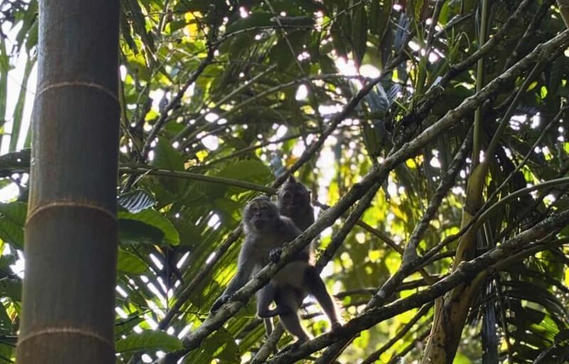 Jungle Trekking at Mt. Batukaru, scenic Waterfall & village - FAQ