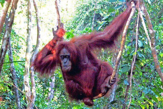 Jungle trekking Bukitlawang - Key Points