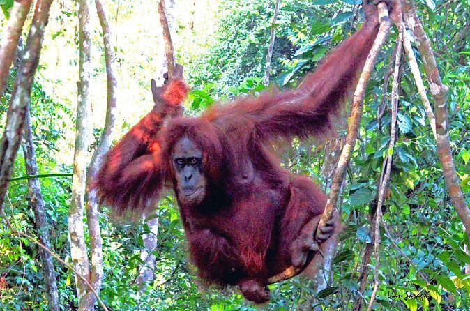 Jungle trekking Bukitlawang - FAQs