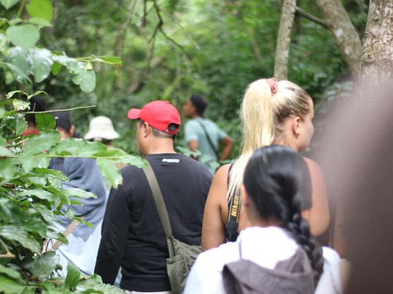 Jungle Trekking West Bali National Park - An In-Depth Look at the Jungle Trekking Experience