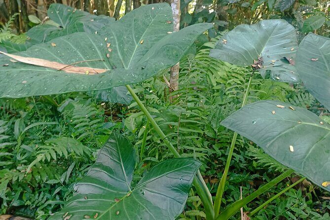 Jungle Trekking With Jatiluwih Unesco Heritage Site in Tabanan - The Itinerary in Detail