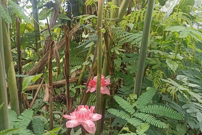 Jungle Trekking With Jatiluwih Unesco Heritage Site in Tabanan - FAQs