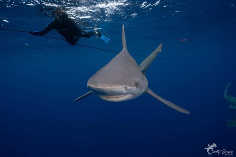 Jupiter, FL: Guided Shark Snorkel Trip - Key Points: