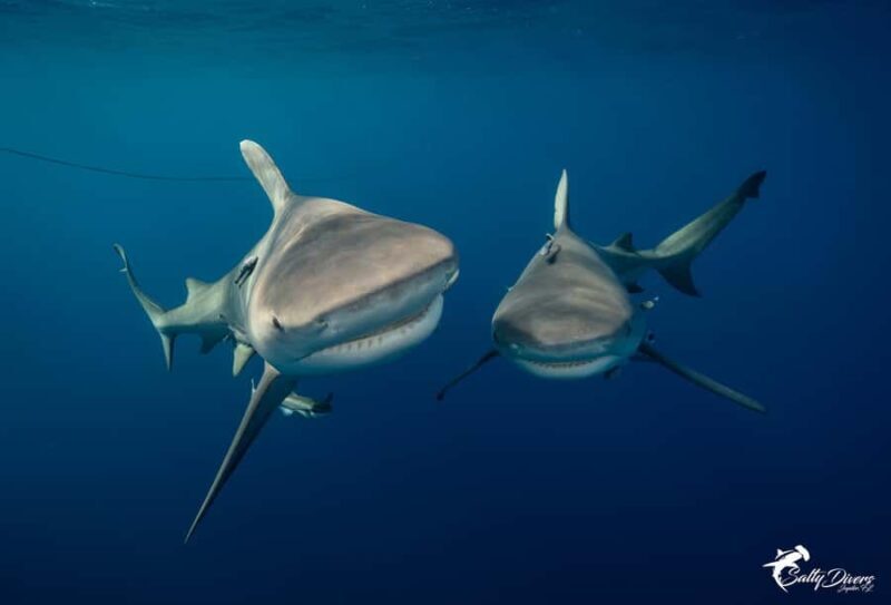 Jupiter, FL: Guided Shark Snorkel Trip - An Authentic Marine Experience in Jupiter, Florida