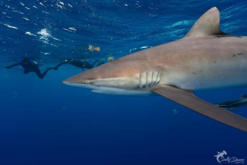 Jupiter, FL: Guided Shark Snorkel Trip - What to Bring and What Not to