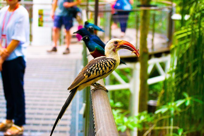 Jurong Bird Park Bird Photography - A Closer Look at the Itinerary