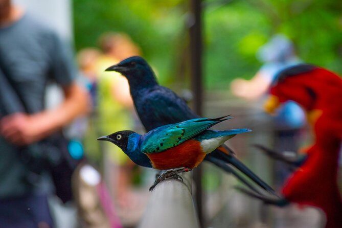 Jurong Bird Park Bird Photography - How the Experience Feels and Who It’s For