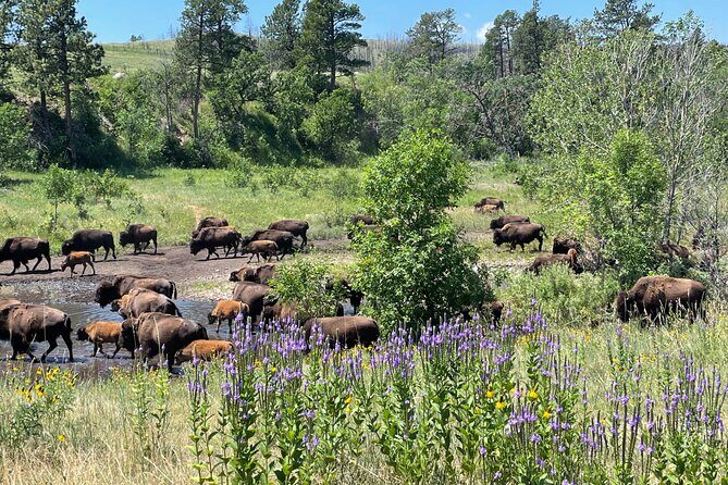 Just You & Your Group: Rushmore, Custer State Park & Crazy Horse - What Guests Say: Authentic Feedback