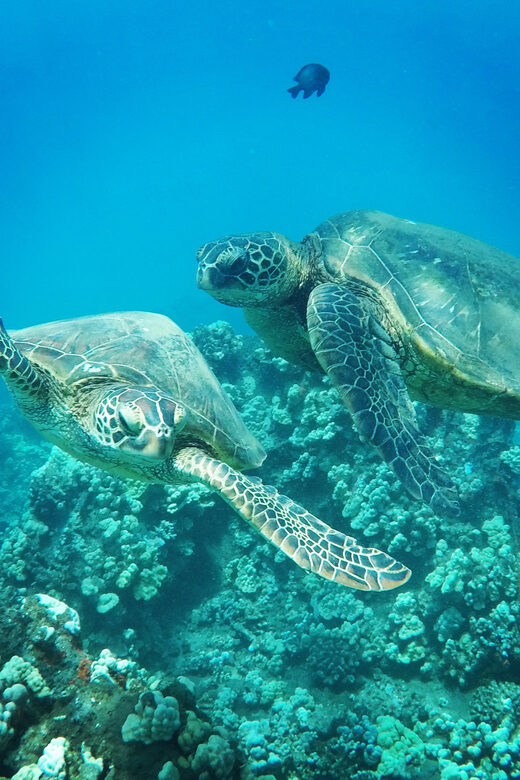 Ka'anapali Beach: Coral Reef Snorkel and Turtle Spotting - Onboard Comfort and Amenities