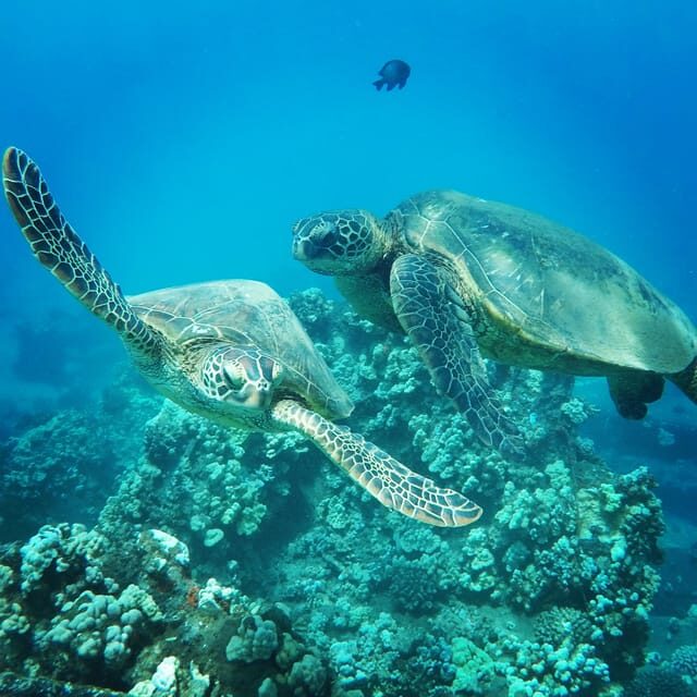 Ka'anapali Beach: Coral Reef Snorkel and Turtle Spotting - Price and Value