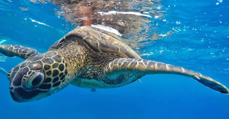 Ka'anapali Beach: Coral Reef Snorkel and Turtle Spotting - Who Should Consider This Tour?