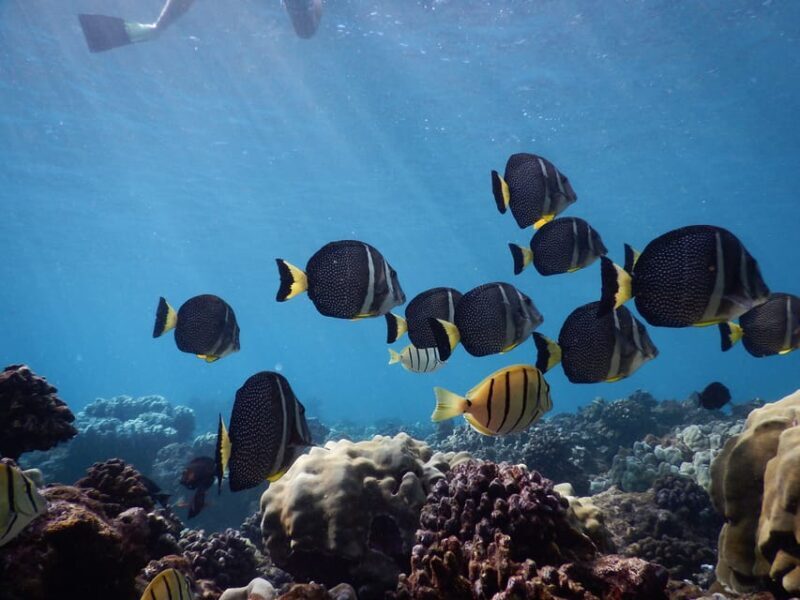 Ka'anapali Beach: Coral Reef Snorkel and Turtle Spotting - FAQ