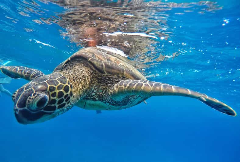 Ka'anapali Beach: Express Snorkel Trip - Key Points