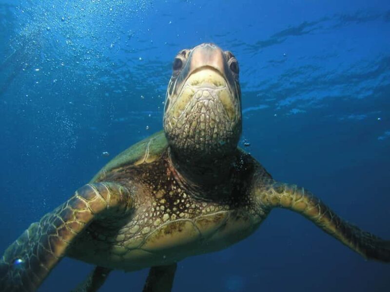 Kaanapali Lahaina: Intro Scuba Dive in Maui Strong Swimmers - The Sum Up