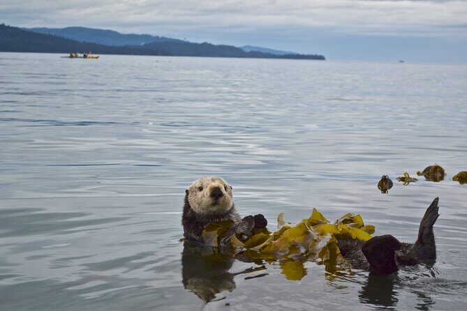 Kachemak Bay Wildlife Tour - An In-Depth Look at the Kachemak Bay Wildlife Tour