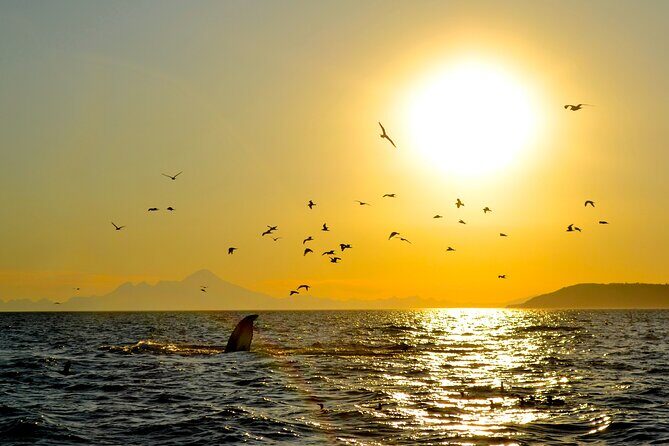Kachemak Bay Wildlife Tour - FAQs