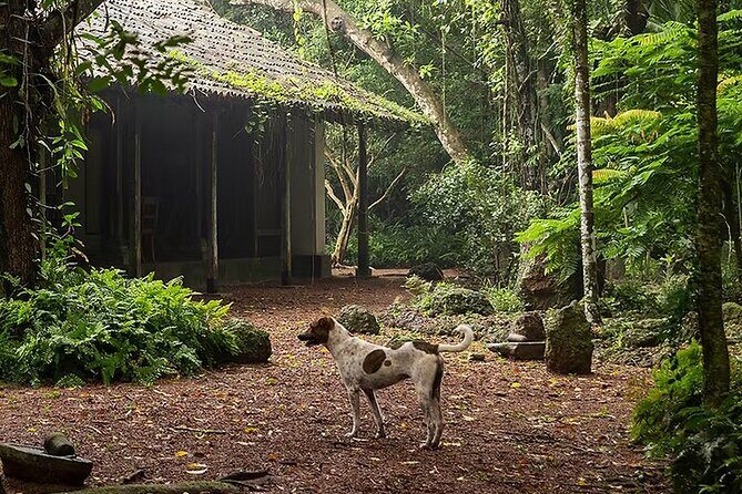 Kadadasi and the Backyard Forest - Key Points