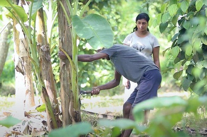 Kadadasi and the Backyard Forest - In The Sum Up