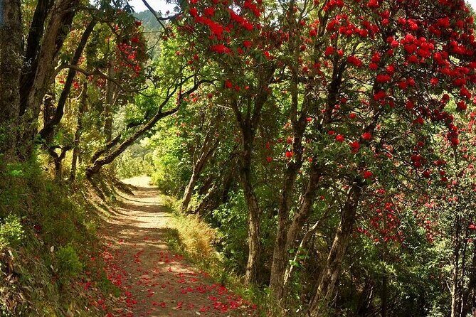 Kaflani Day Hike - Mussoorie - The Itinerary and Trail Details