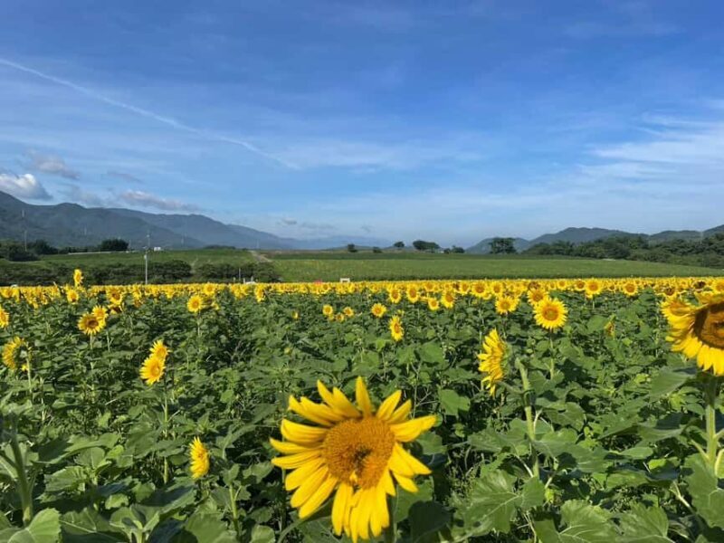 Kagawa: Manno Town Sunflower Fields E-Bike Rental - Exploring Mannos Sunflower Landscape