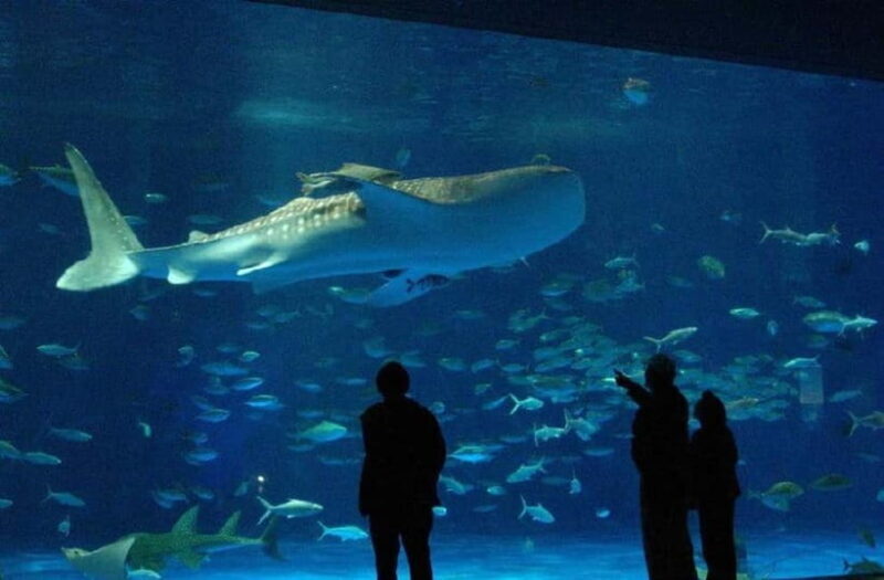 Kagoshima Aquarium Admission Ticket - An Overview of Kagoshima Aquarium