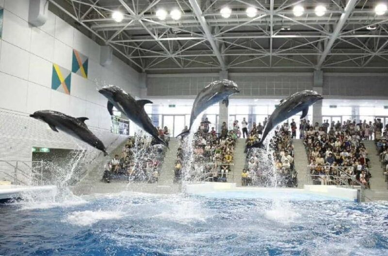 Kagoshima Aquarium Admission Ticket - Visitor Experience and Reviews