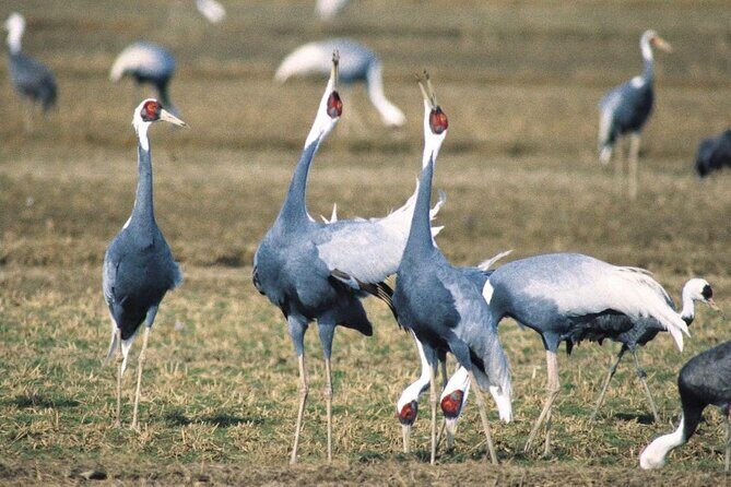 Kagoshima Crane Watching Tour (Nov. - Feb.) - Key Points