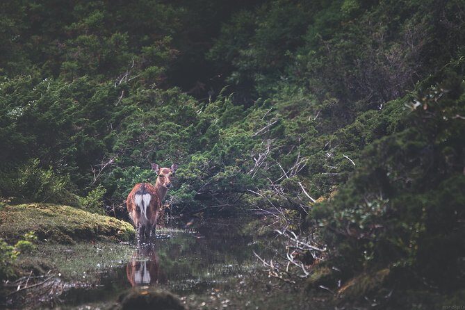 Kagoshima Private Customizable Half Day Tour - An In-Depth Look at the Kagoshima Private Tour