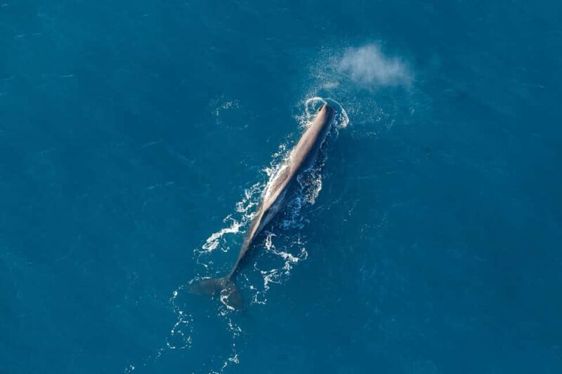 Kaikoura: 1-Hour Whale Watching Helicopter Tour - An In-Depth Look at the Kaikoura Helicopter Experience