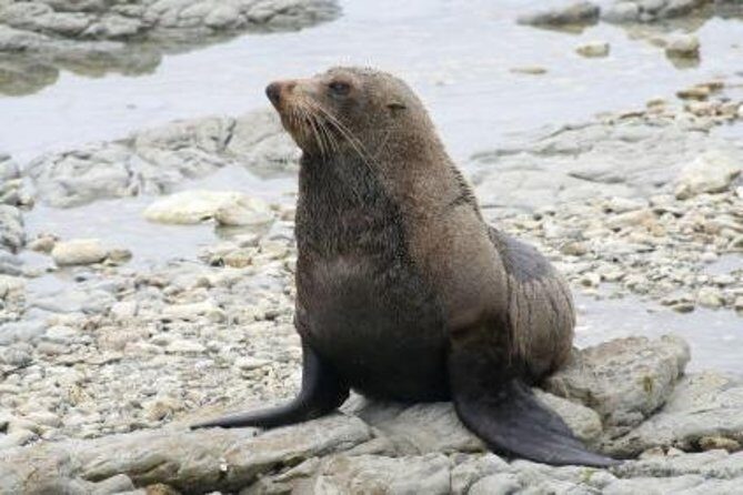 Kaikoura Albatross Encounter Tour from Christchurch - The Experience with Real Travelers’ Eyes