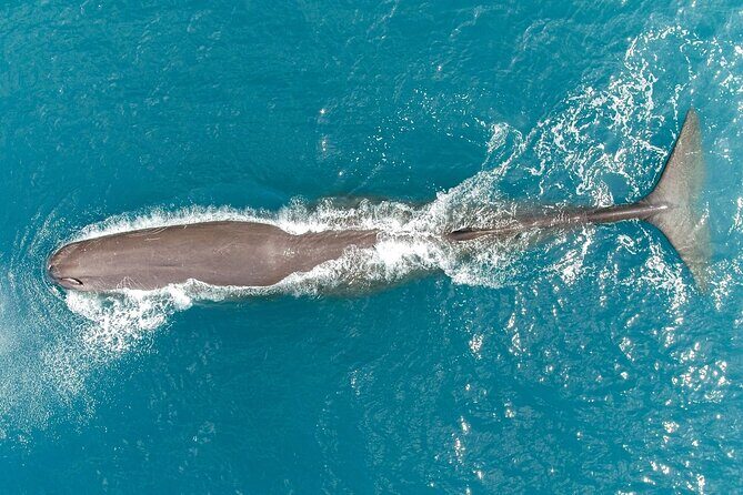 Kaikoura: Coastal and Alpine Scenic Airplane Flight - Final Thoughts