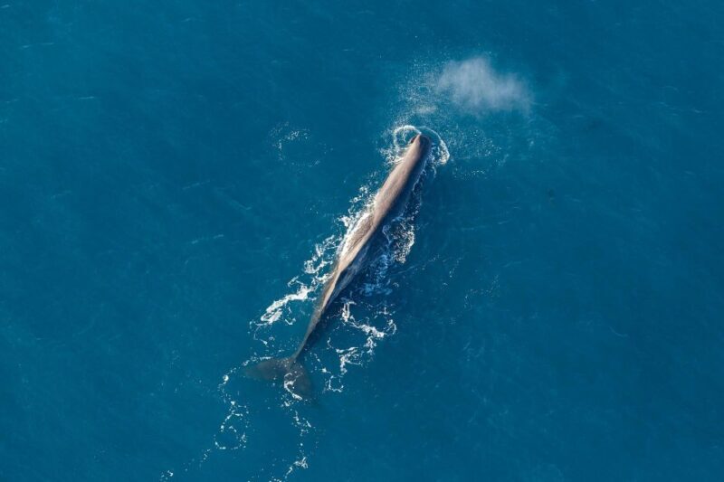 Kaikoura: Extended Flight Whale Watching & Mountain Tour - A truly memorable way to see Kaikoura’s wild side