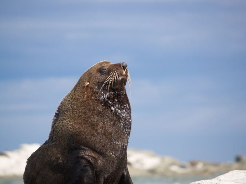 Kaikoura: Guided Family Kayaking Adventure - An In-Depth Look at the Experience