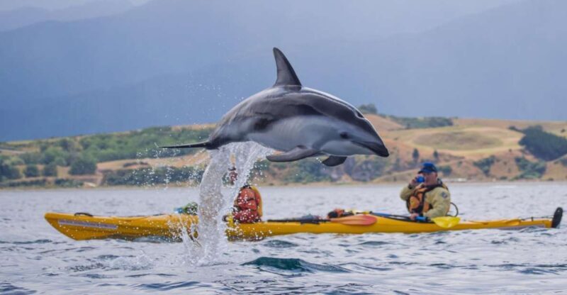 Kaikoura: Half-Day Wildlife Kayaking Tour - An Authentic Coastal Adventure in New Zealand