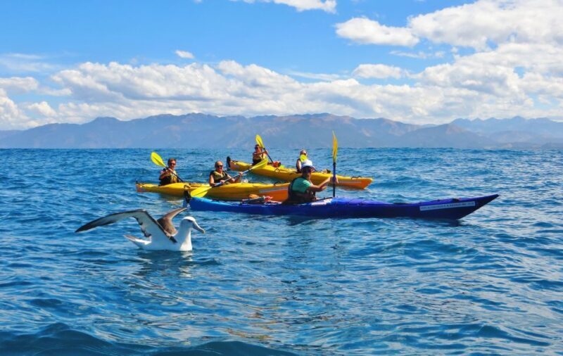 Kaikoura: Half-Day Wildlife Kayaking Tour - The Scenic Coastline