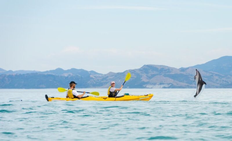 Kaikoura: Half-Day Wildlife Kayaking Tour - The Experience’s Strengths and Considerations
