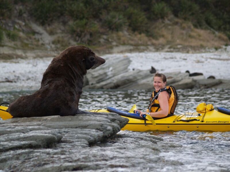 Kaikoura: Half-Day Wildlife Kayaking Tour - Final Thoughts: Is It Worth It?