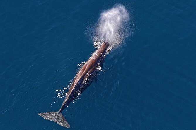 Kaikoura Helicopters Classic Whale Watch - Comprehensive Review of the Kaikoura Helicopters Classic Whale Watch