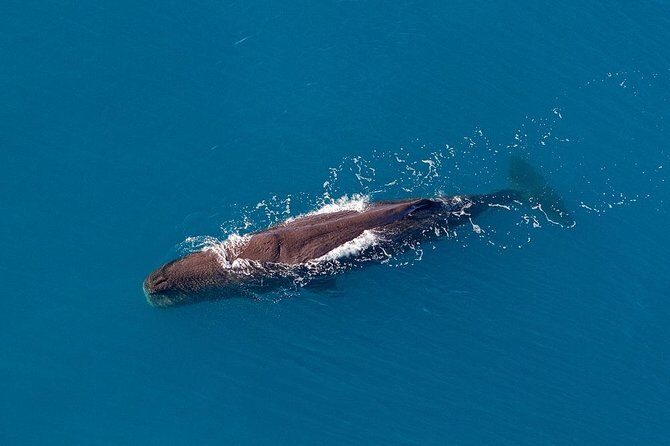 Kaikoura Helicopters Classic Whale Watch - FAQ
