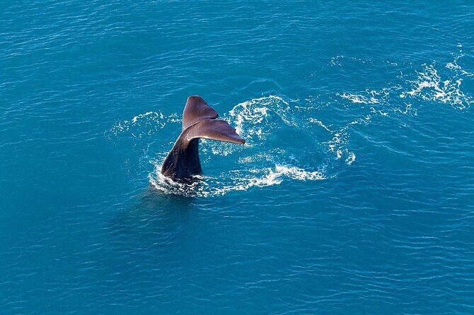Kaikoura Helicopters Extended Whale Watch flight - Introduction