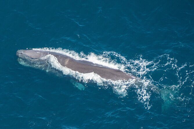 Kaikoura Helicopters Extended Whale Watch flight - Key Points