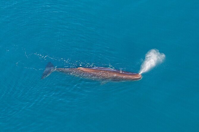 Kaikoura Helicopters Extended Whale Watch flight - Who Should Consider This Tour?