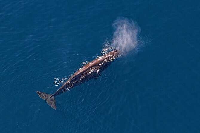 Kaikoura Helicopters Top n Tail Whale Watch flight - Frequently Asked Questions